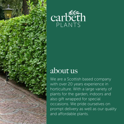 5 x Cherry Laurel Hedging Bare Root Plants - 60-80cm Evergreen Foliaged ...