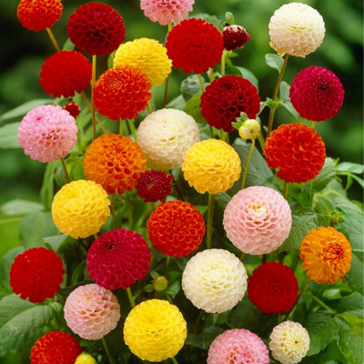 5 x Dahlia Pom Pom Mixed tubers - Plants for Gardens - Outdoor Plants ...