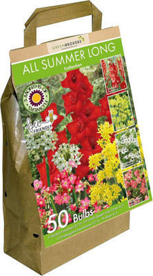 50 All Summer Long Vibrant Flowering Bulbs - Mixed Coloured Bulbs, Big ...