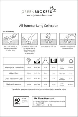 50 All Summer Long Vibrant Flowering Bulbs - Mixed Coloured Bulbs, Big ...