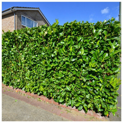 50 Cherry Laurel 3-4ft Multi-Stemmed Prunus Rotundifolia, Evergreen ...