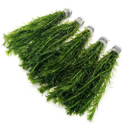 50 Elodea Densa Stems - 5 Bunches - Oxygenating Weed Live Pond Plant ...