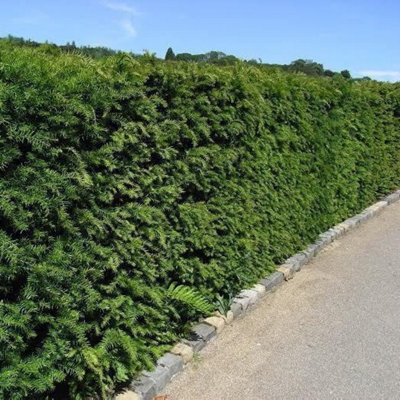 50 English Yew 30-40cm Hedging Plants,4yr old Evergreen Hedge,Taxus ...