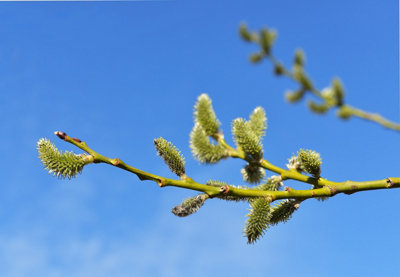 50 Goat Willow - Salix Caprea 3-4ft The Great Sallow Trees, PussyWillow ...