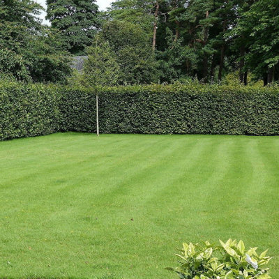50 Green Beech Hedging Plants 2 Year Old, 1-2ft Grade 1 Hedge Trees 40 ...