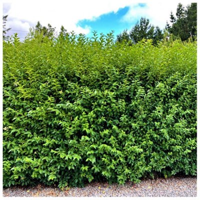 50 Green Privet Plants 3-4ft Tall, Evergreen Hedging, Grow a Quick ...