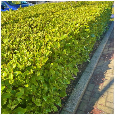 50 Griselinia Evergreen Hedging Plants 20-30cm in 9cm Pots, Fast ...
