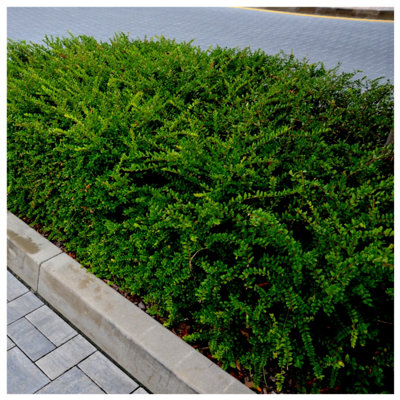 50 Lonicera Nitida Hedging Box Honeysuckle Tree Plants, 40-60cm Tall ...