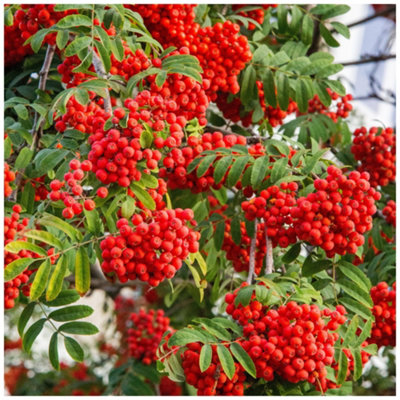 50 Mountain Ash Trees / Sorbus Aucuparia 1-2ft Tall Rowan Trees, Hedges ...