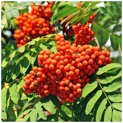 50 Mountain Ash Trees / Sorbus Aucuparia 1-2ft Tall Rowan Trees, Hedges ...