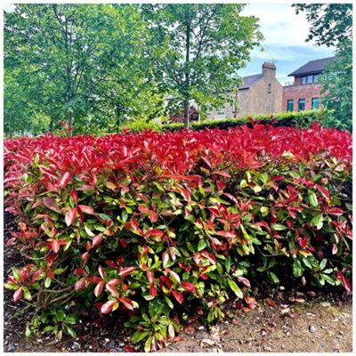 50 Photinia Red Robin Hedging Plants 25-30cm Bushy Evergreen Hedge ...