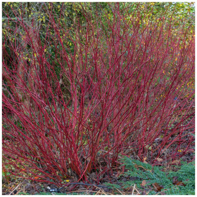 50 Red Dogwood 2-3ft Hedging Plants,Beautiful Red Bark Cornus Alba ...