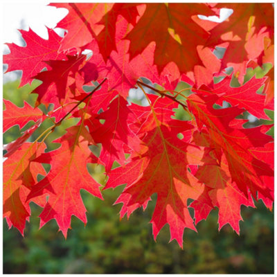 50 Red Oak Trees 1-2ft Tall Quercus Rubra Hedging Plants, Bright Autumn ...