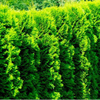 50 Western Red Cedar Trees /Thuja 'Gelderland' 30-40cm Tall in 9cm Pots ...