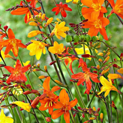 50 x Crocosmia Mixed Montbretia Summer Bulbs - Hardy Colourful ...