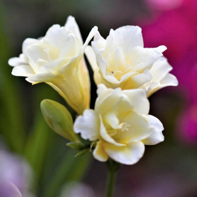 50 x Freesia Double White Summer Bulbs - Fragrant Herbaceous Perennial ...