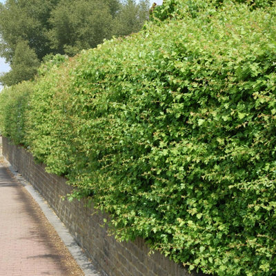50 x Hawthorn Bare Root Hedging - 40-60 cm High Crataegus momogyna ...