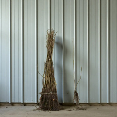 50 x Hazel Bare Root Hedging - 40-60 cm Corylus avellana Hardy ...