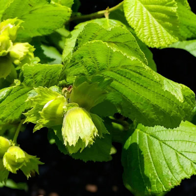 50 x Hazel Bare Root Hedging - 40-60 cm Corylus avellana Hardy ...
