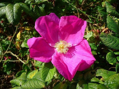 500 Mixed Native Country Hedge Plants For 100 m, 7 Different Wildlife ...