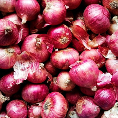 500g Pink Panther Onion Sets - Easy to Grow Mild Flavoured Onions ...