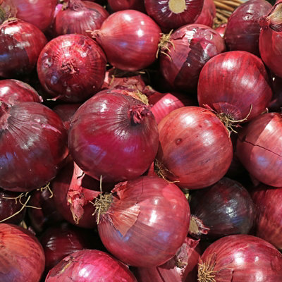 500g - Red Baron Onion Planting Sets