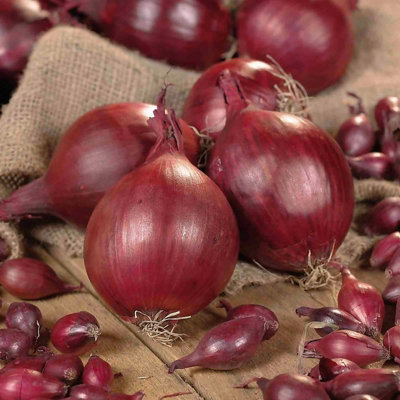 500g - Red Baron Onion Planting Sets