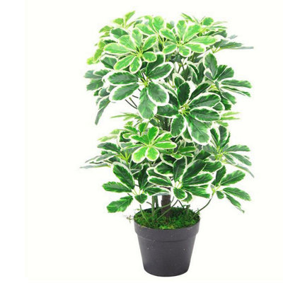 55cm Variegated Artificial Schefflera Arboricola Plant | DIY at B&Q