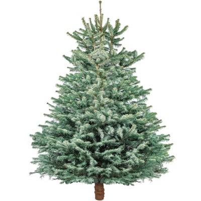 5ft Fresh Cut Blue Spruce Christmas Tree Real Live Fresh Seasonal Xmas ...