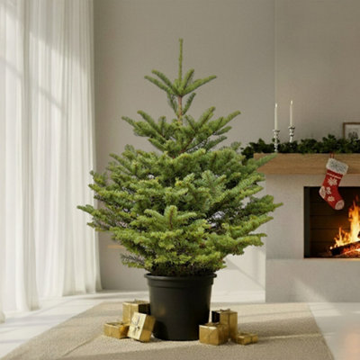 5ft Noble Fir Pot Grown Christmas Tree - Real Live Fresh Living Potted ...