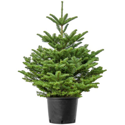 5ft Noble Fir Pot Grown Christmas Tree - Real Live Fresh Living Potted ...