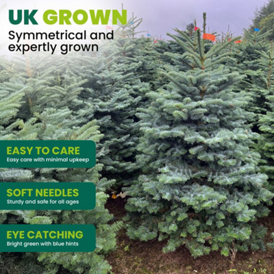 5ft Noble Fir Pot Grown Christmas Tree - Real Live Fresh Living Potted ...