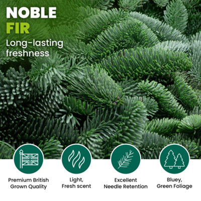 5ft Noble Fir Pot Grown Christmas Tree - Real Live Fresh Living Potted ...