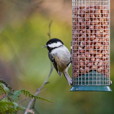 Buy 5kg BusyBeaks Whole Peanuts - Fresh Premium Wild Garden Bird Energy ...