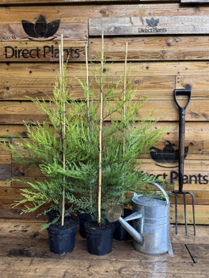 5x Extra Large Golden Leylandii Castlewellan Hedging Trees 3ft Tall in ...