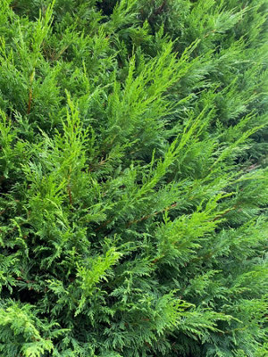 5x Green Leylandii Cupressocyparis Leylandii Hedging Trees 3-4ft ...