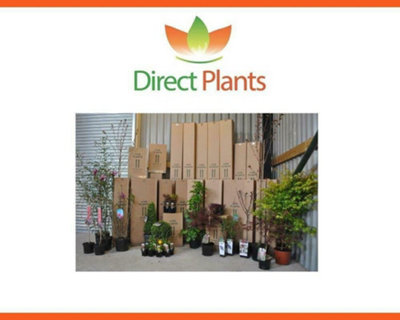 5x Green Leylandii Cupressocyparis Leylandii Hedging Trees 3-4ft ...