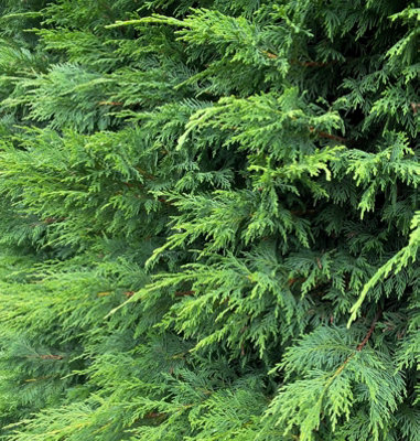 5x Green Leylandii Cupressocyparis Leylandii Hedging Trees 4-5ft ...