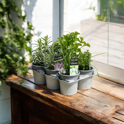 6 HERB PLANT MIX - MIXED HERB PLANTS IN 9CM POTS - READY TO PLANT