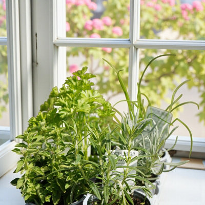 6 Herb Plant Mix - Mixed Herb Plants in 9cm Pots - Ready to Plant