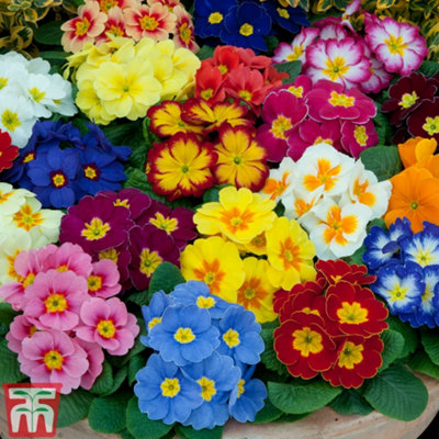 6 Primrose Alaska Multi-Colour Plug Plants - Winter Flowering - Ideal ...