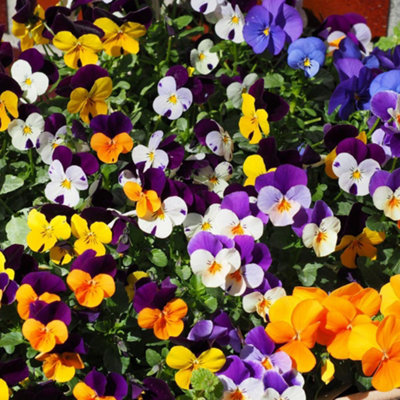 6 Viola Pot Pouri Mixed Plug Plants - Winter Flowering - Ideal for ...