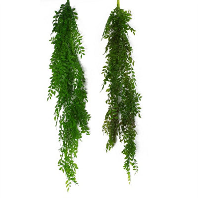 6 x 100cm Hanging String of Pearls Fern Plant Dark Green | DIY at B&Q