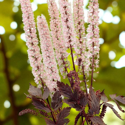6 x Actaea Pink Spike Bare Root - Fragrant Pink White Late Summer ...