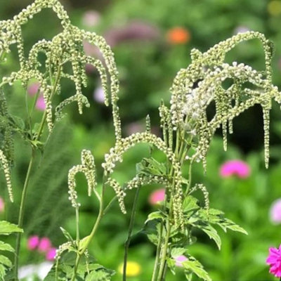 6 x Actaea White Pearle Bare Root - Fragrant Late Summer Flowering ...