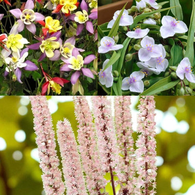 6 x Aquilegia Mrs Scott Elliot, Tradescantia Temptation & Actaea Pink ...