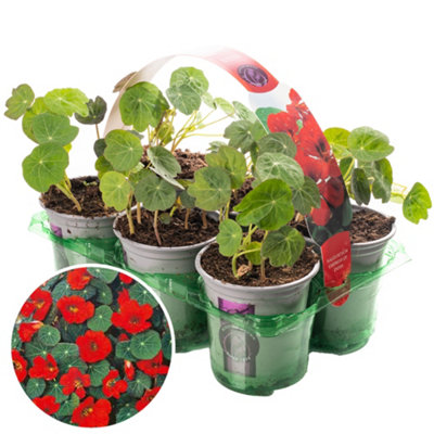 6 x Bedding Plants Nasturtium Empress of India, Garden Bedding Basket ...