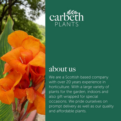 6 x Canna Striata Bare Root - Orange Flower Tropical Long Flowering ...
