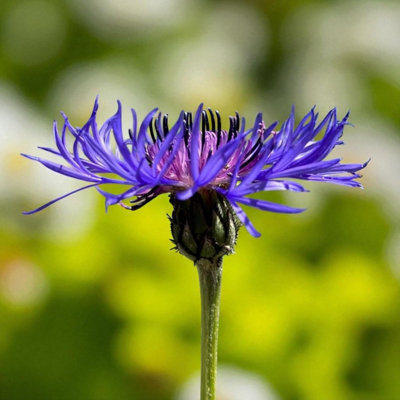 6 x Centaurea Montana Bare Root - Hardy Blue Cornflower Easy to Grow ...