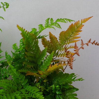 6 x Garden Fern Mix in 13cm Pots